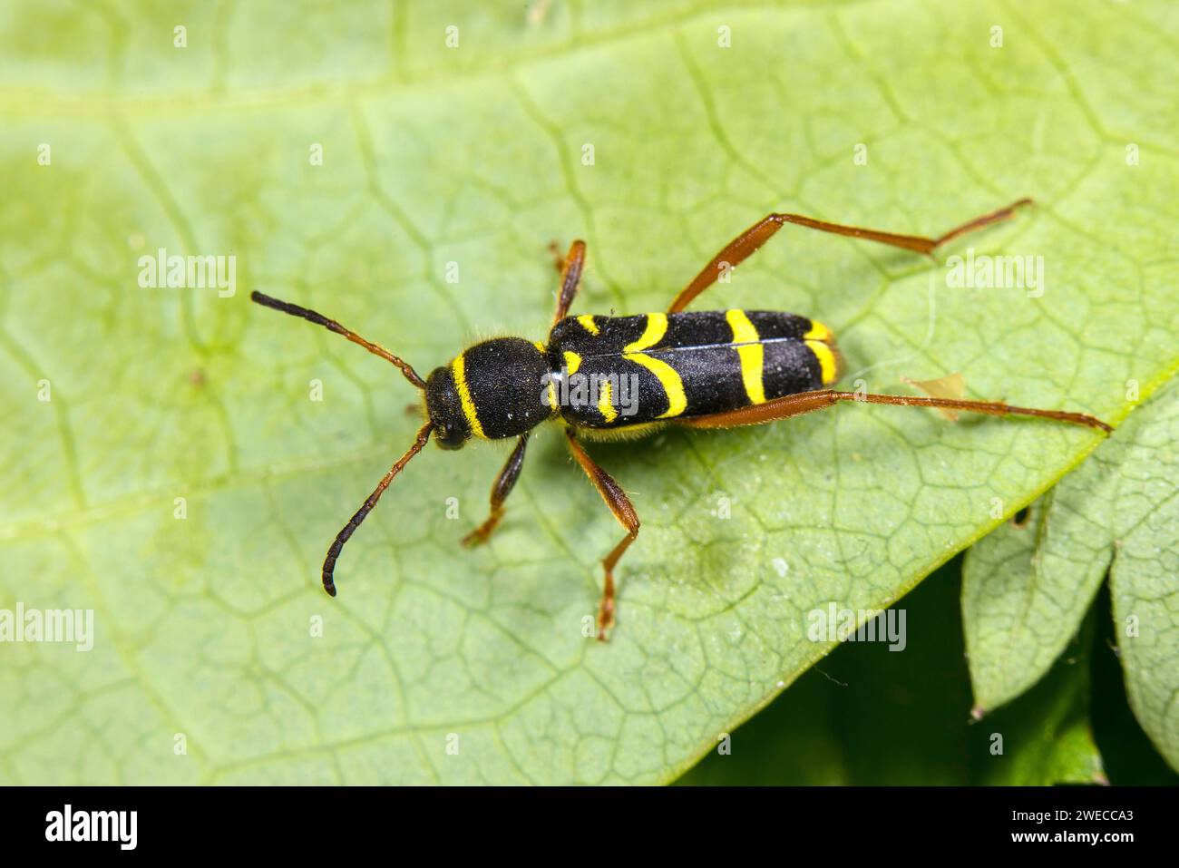 Clytus arietis echter widderbock hi-res stock photography and images ...