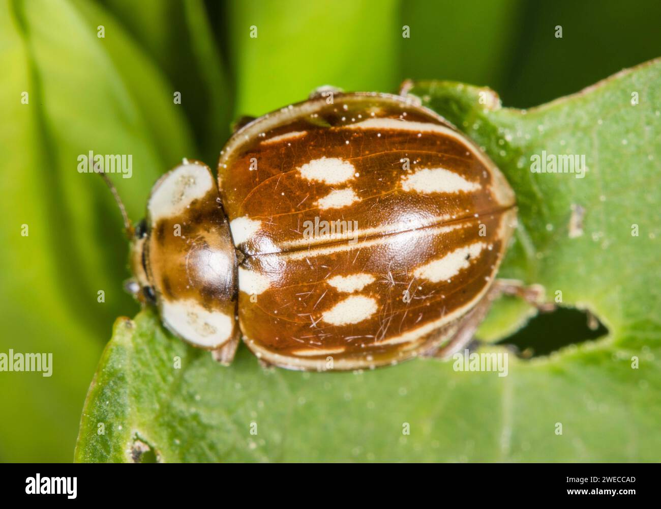 striped ladybird (Myzia oblongoguttata), sitting on a leaf, top view ...