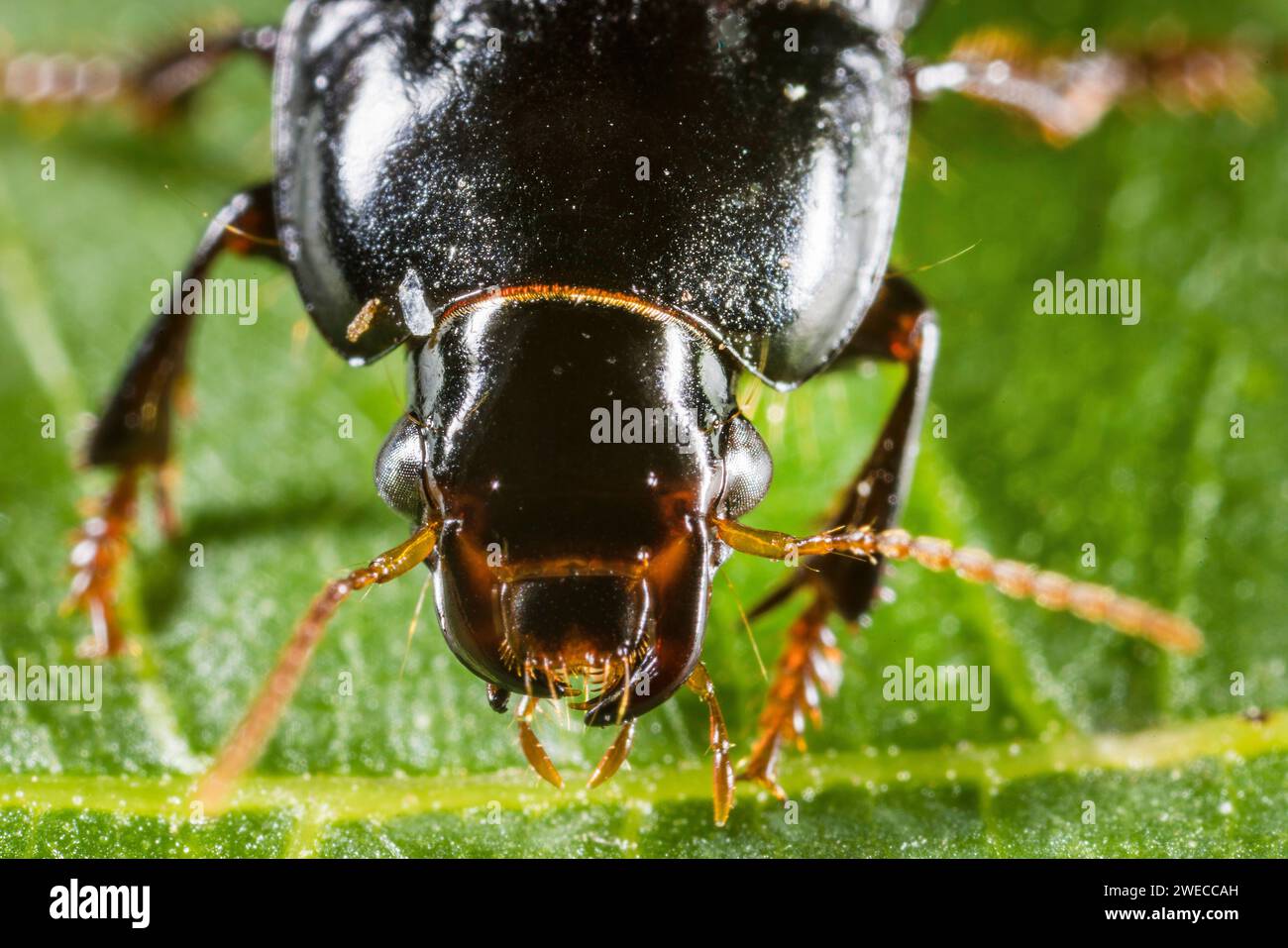Ground Beetle (Harpalus tardus), portrait, Germany Stock Photo - Alamy