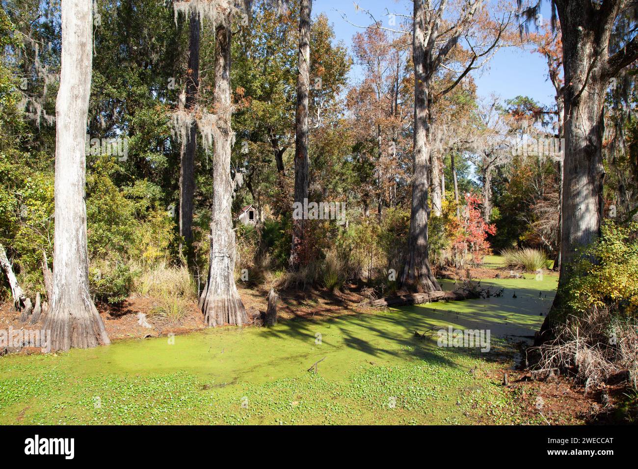 Beautiful Nature Landscape at a Plantation in South Carolina with Oak ...
