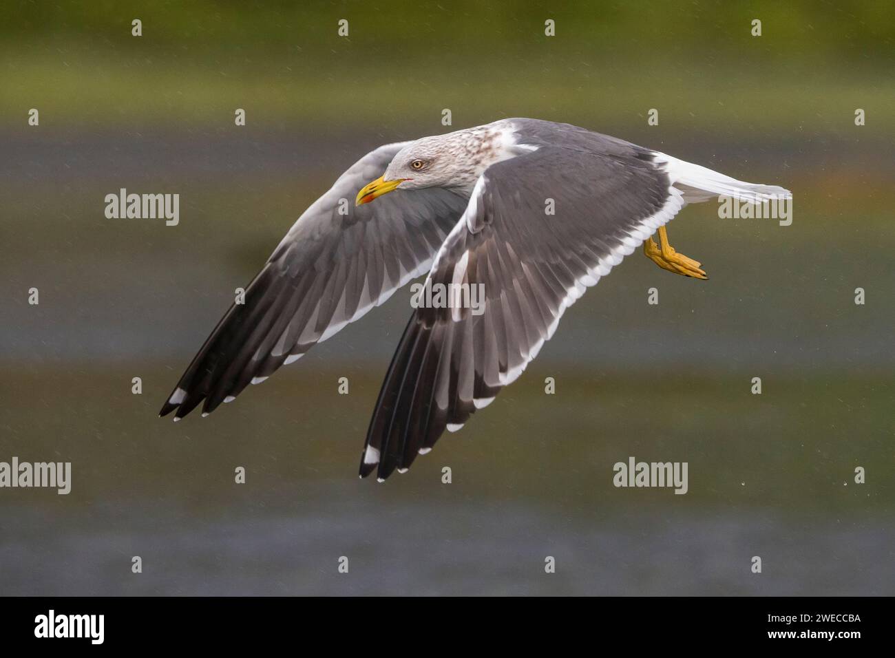 lesser black-backed gull (Larus fuscus), in flight, Azores, Terceira ...