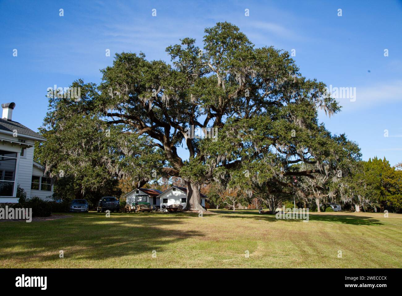Beautiful Nature Landscape at a Plantation in South Carolina with Oak ...