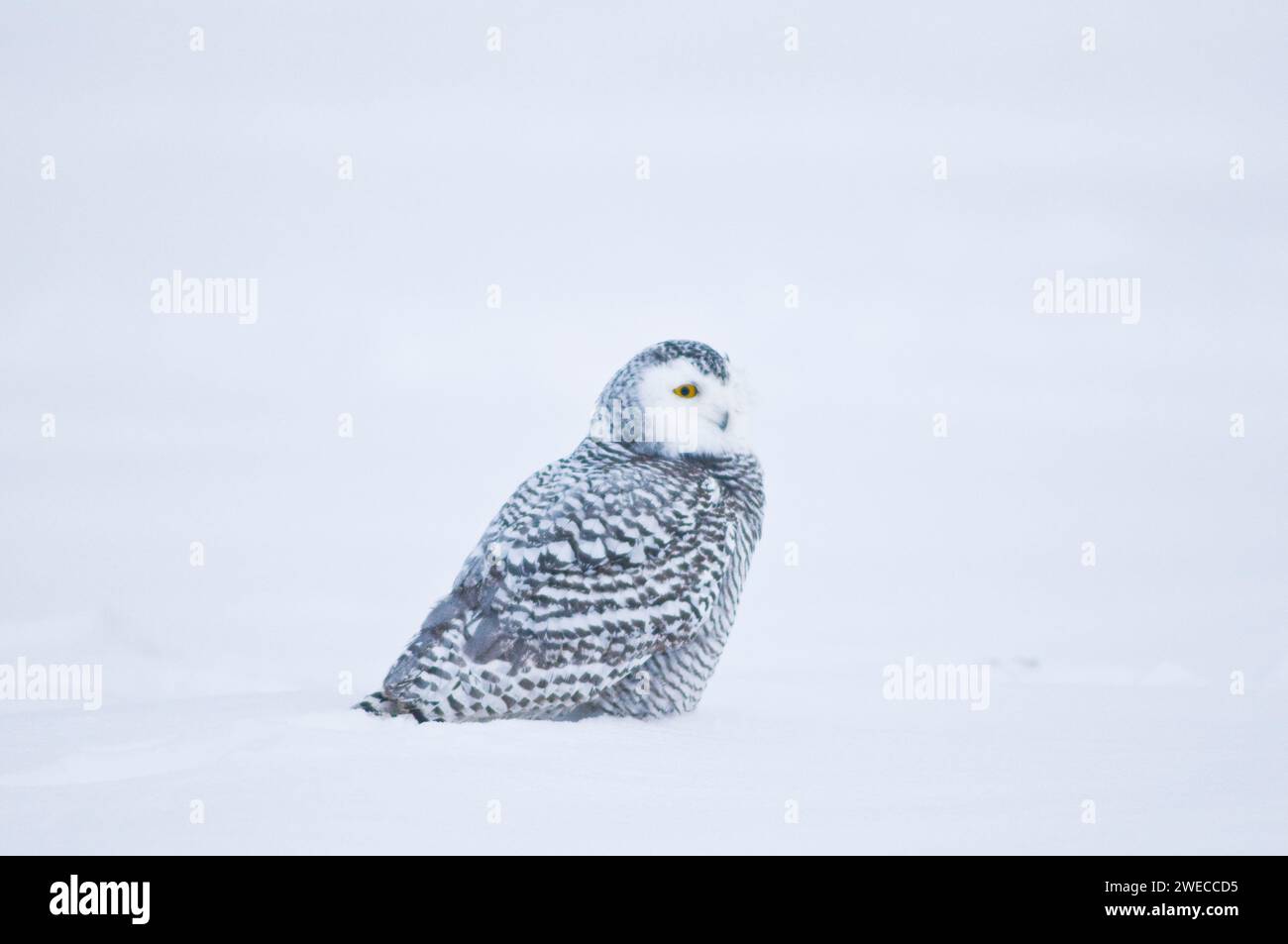 Snowy owl, Nycttea scandiaca, juvenile on the pack ice along the arctic ...
