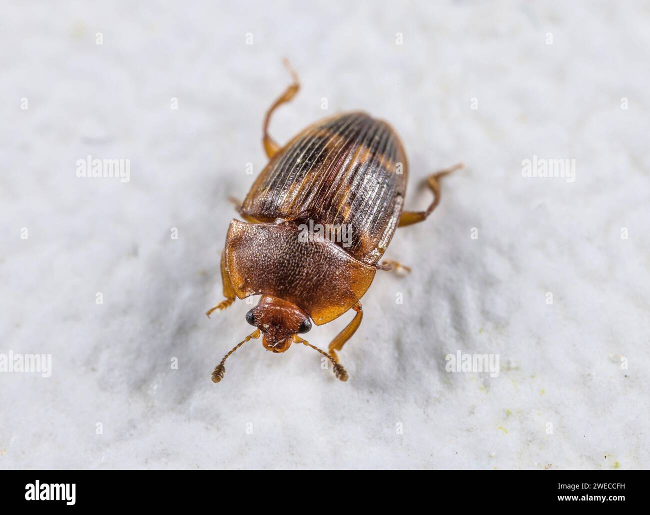 strawberry sap beetle (Stelidota geminata), top view, Germany Stock ...