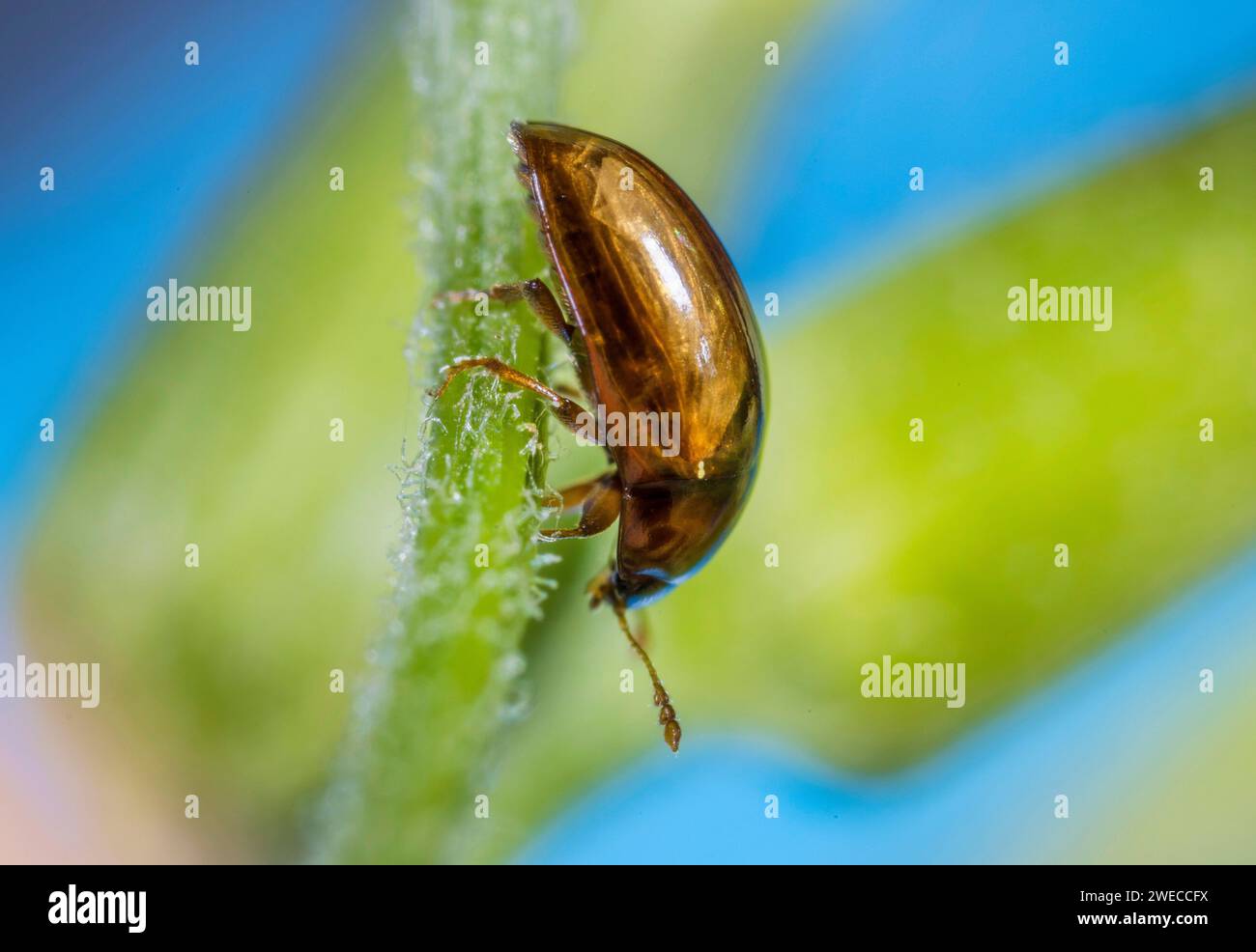 shining flower beetle (Olibrus corticalis), sitting on a plant, Germany ...