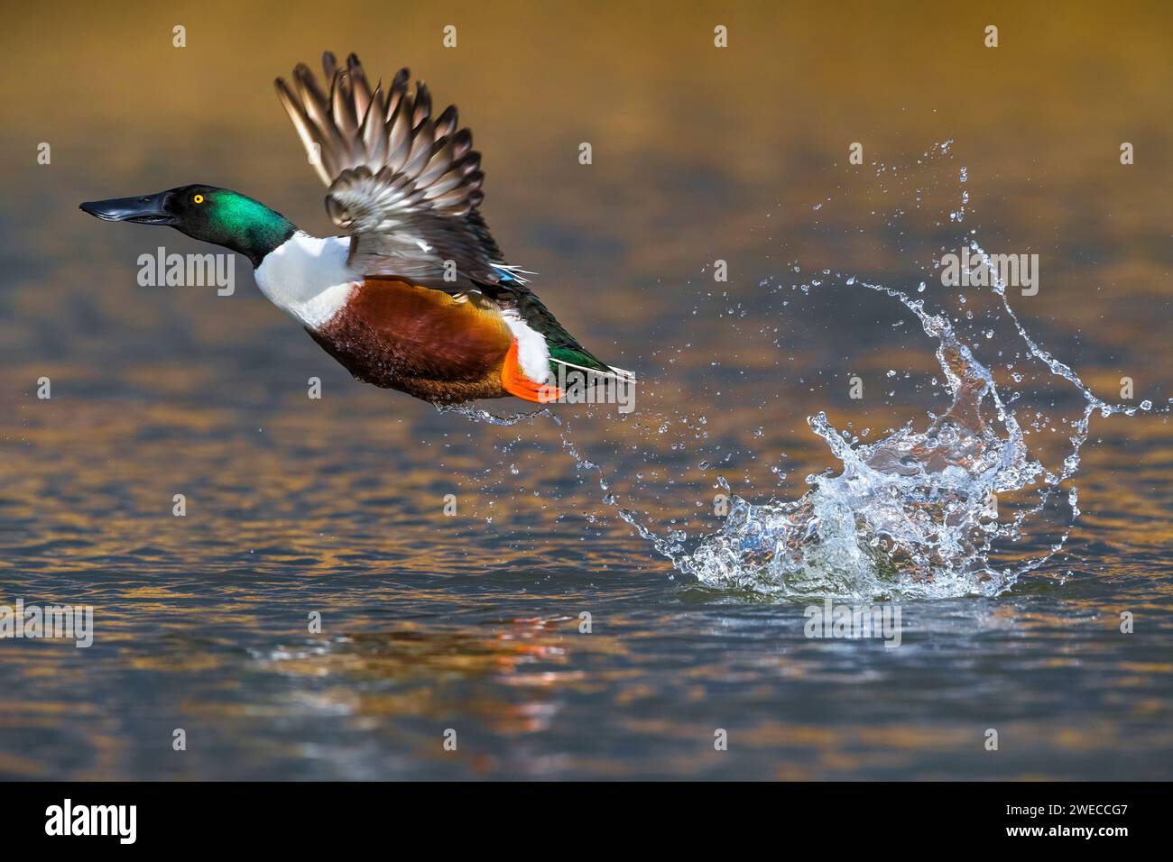 northern shoveller, shoveller (Anas clypeata, Spatula clypeata), drake ...