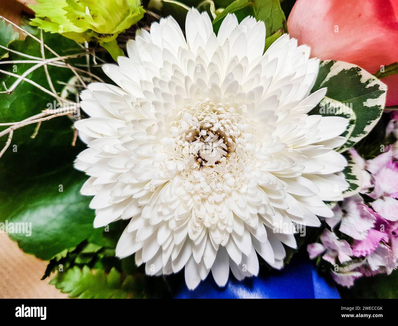 Georginas hi-res stock photography and images - Alamy