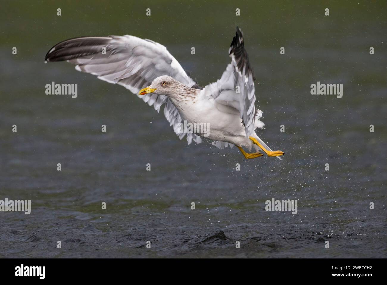 lesser black-backed gull (Larus fuscus), flying up, Azores, Terceira ...