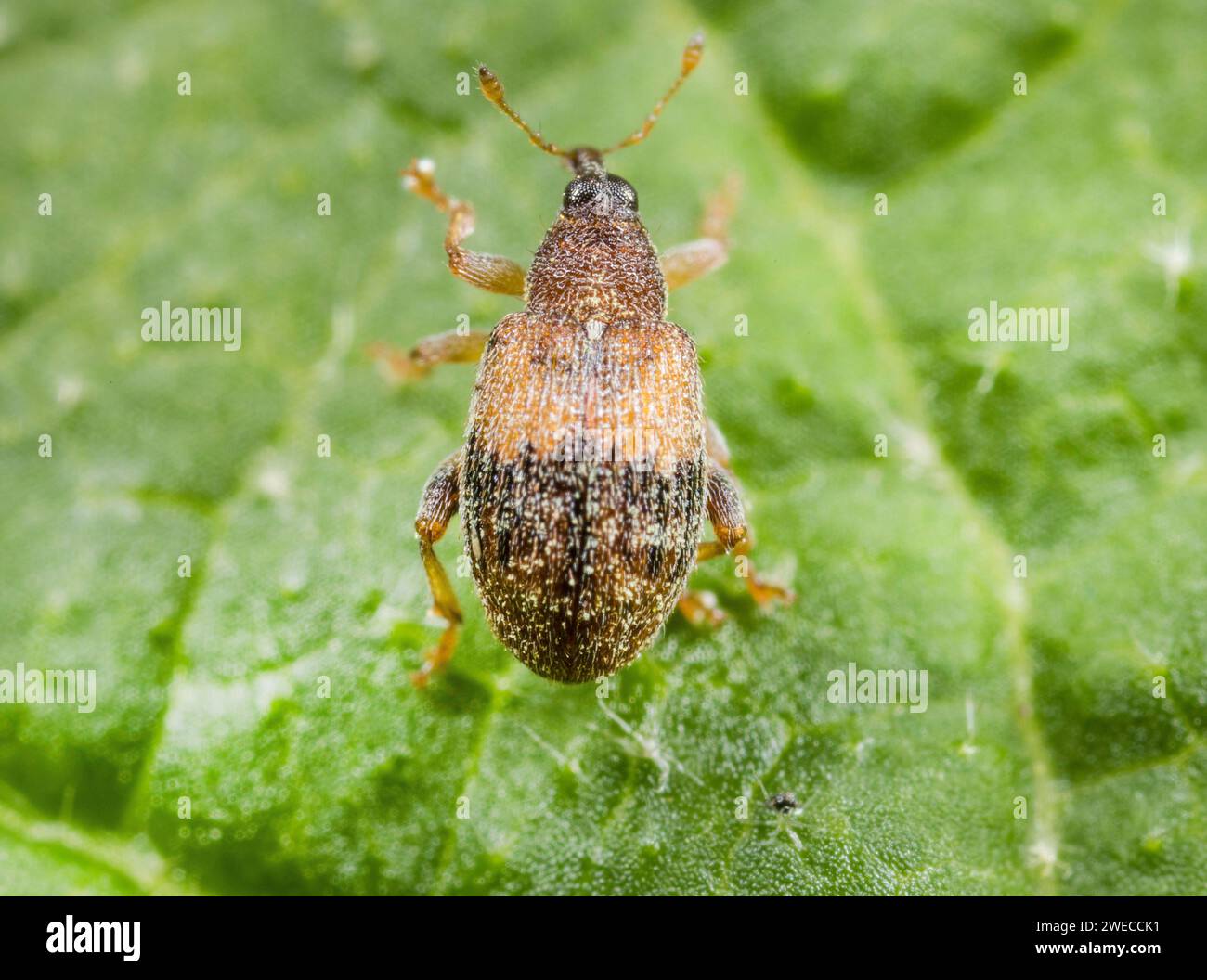 weevil (Rhynchaenus xylostei, Rhynchaenus lonicerae), sitting on a leaf ...
