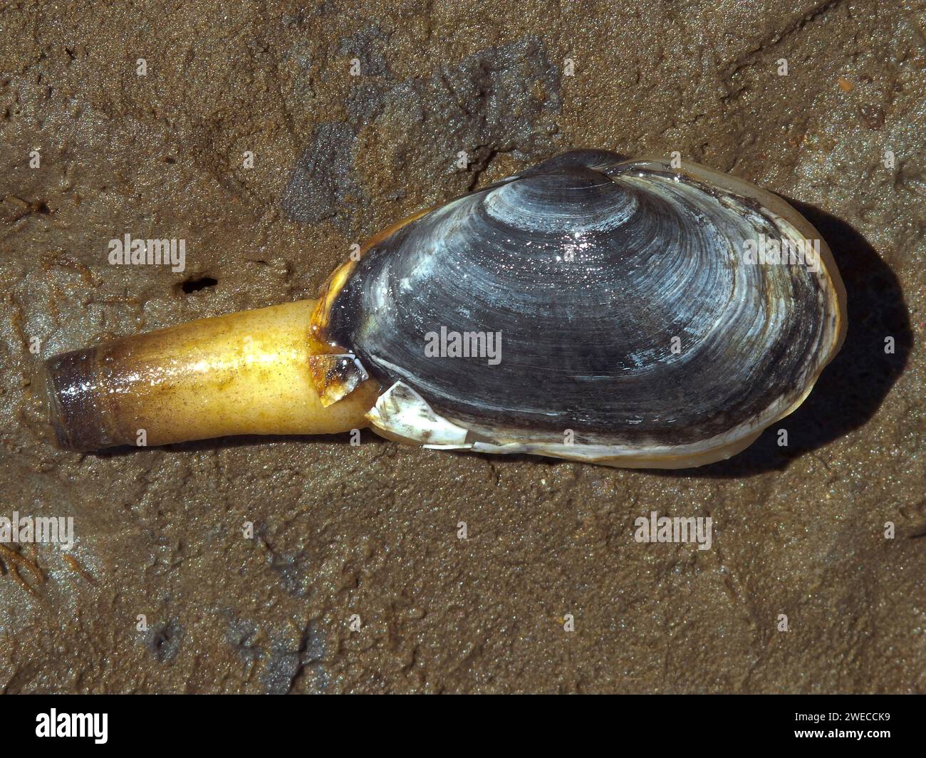 sand gaper, soft-shelled clam, softshell clam, large-neck clam, steamer ...