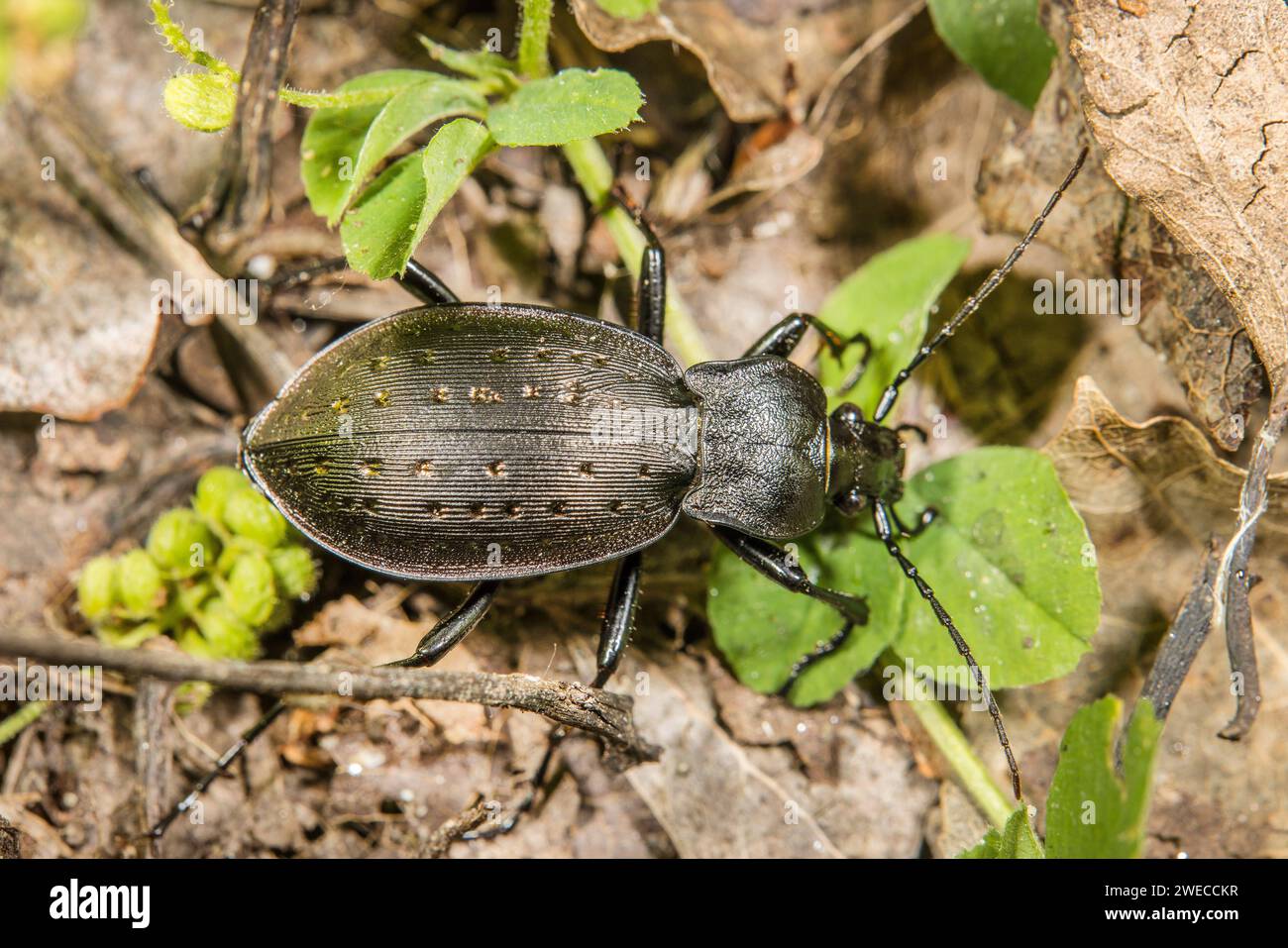 Garden ground beetle (Carabus hortensis, Oreocarabus hortensis), top ...