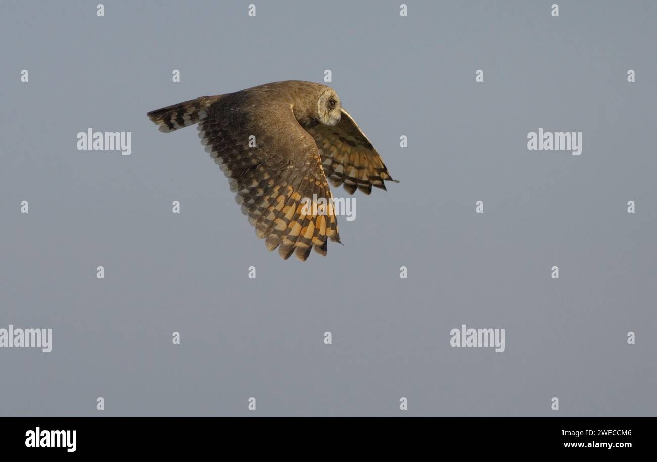African marsh owl (Asio capensis), in flight, side view, Morocco, Medja ...