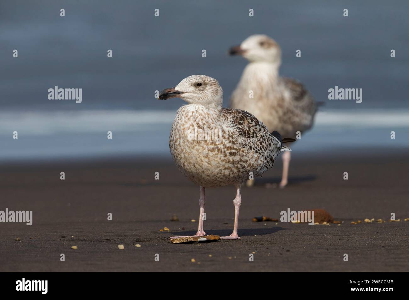 greater black-backed gull (Larus marinus), immatures on the beach ...