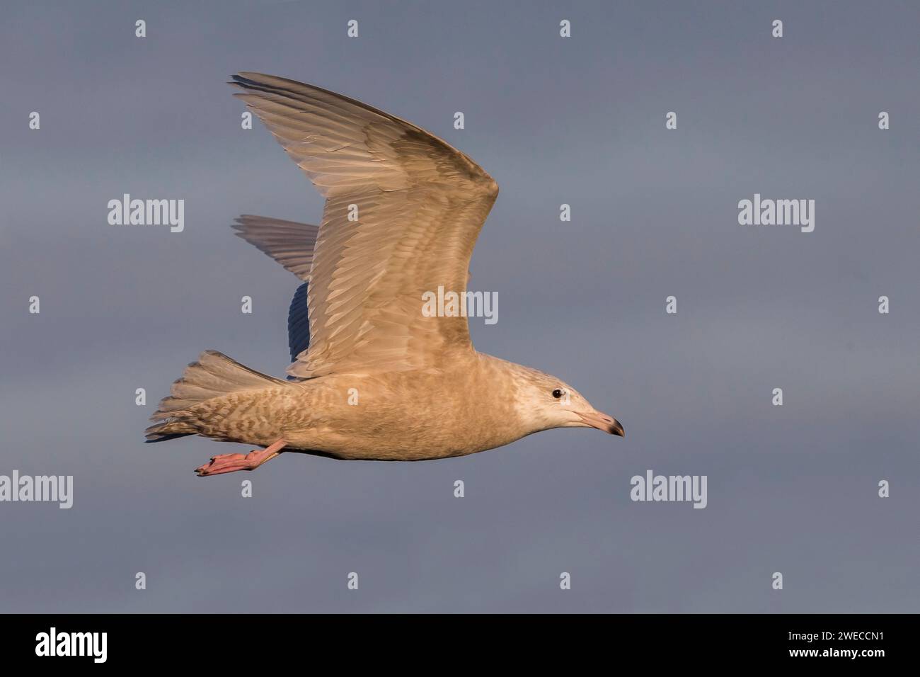 glaucous gull (Larus hyperboreus), immature bird in flight, side view ...