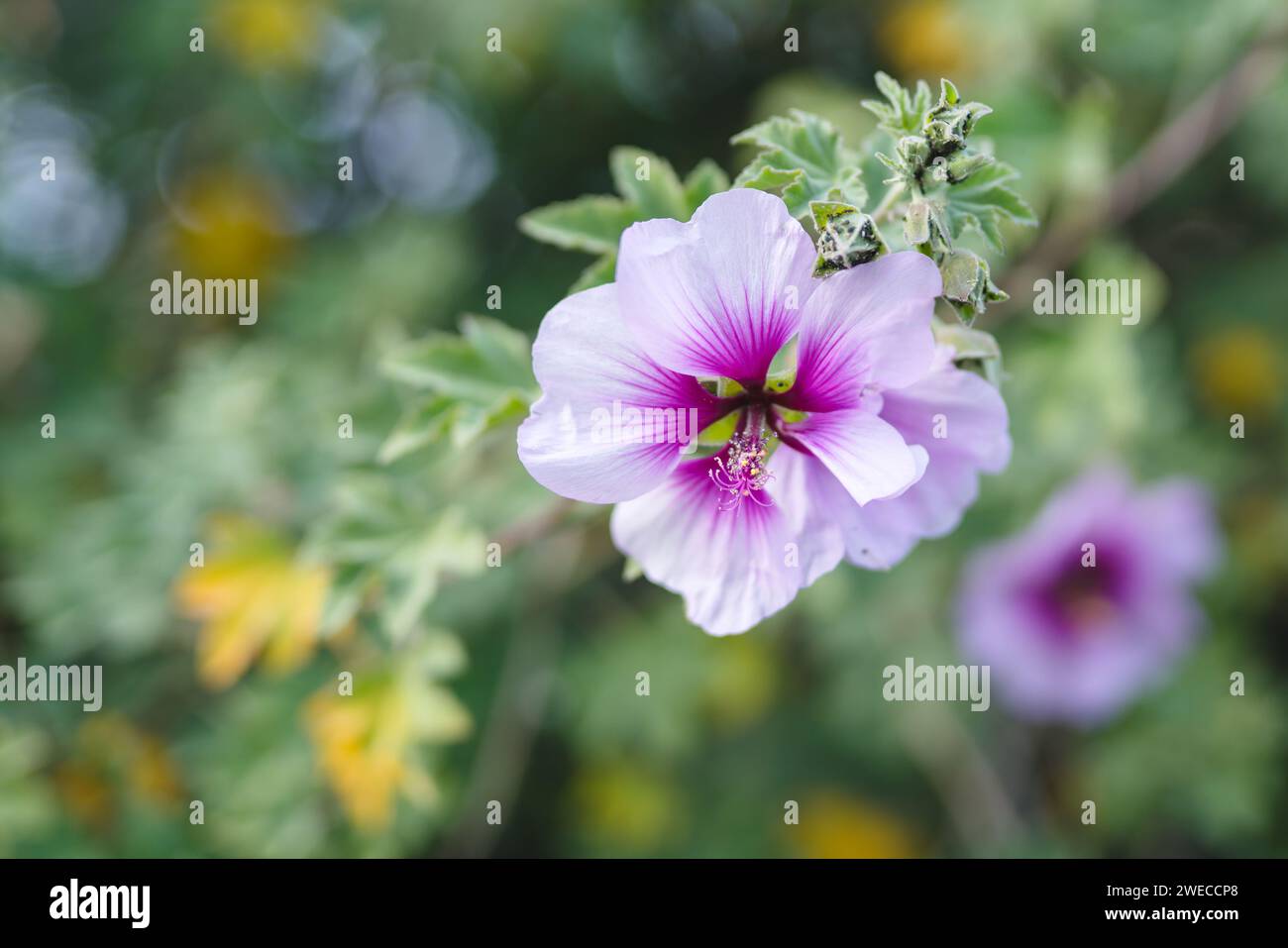 Malva, or Mallow, beautiful tropical perrenial plant in bloom. Light ...