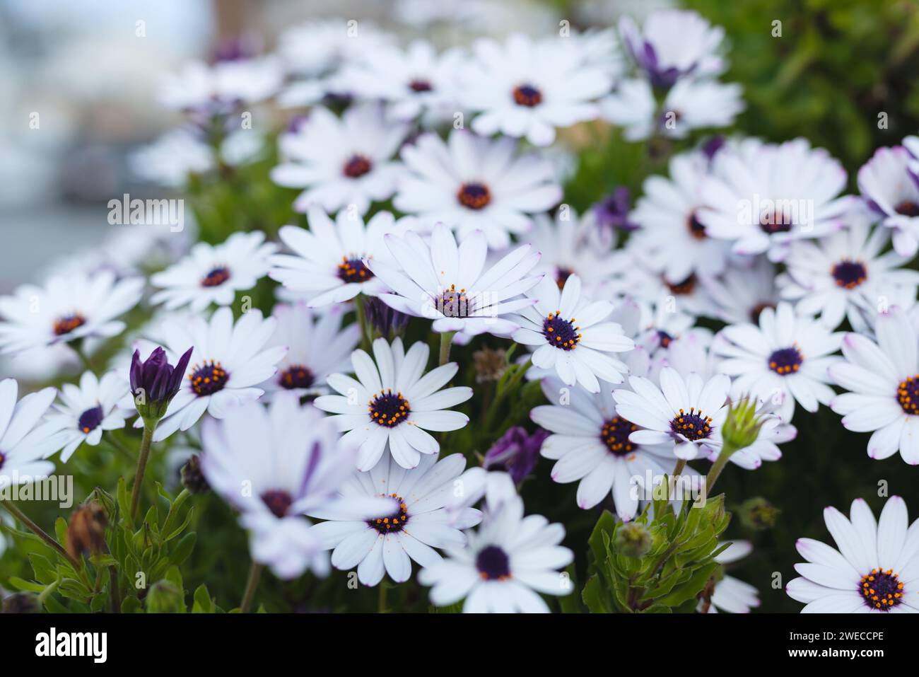 White African Daisy ( Osteospermum Ecklonis ) close-up in the garden ...