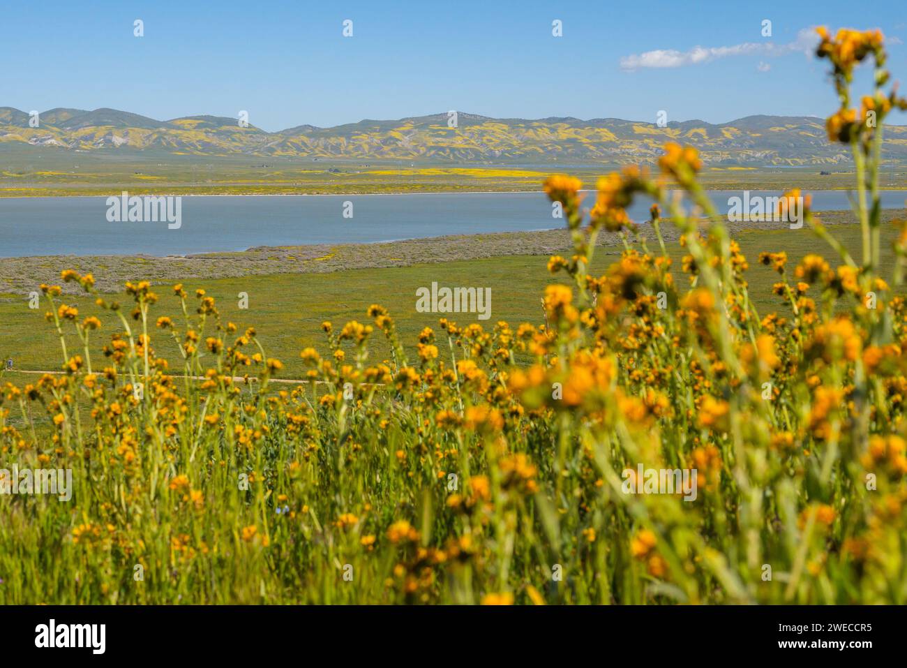 Hills and mountains covered with wildflowers, California super bloom ...