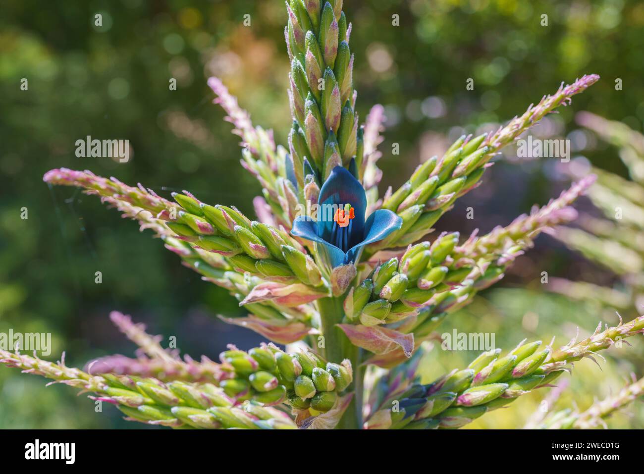 Puya alpestris, Sapphire Tower, giant bromeliad in bloom close-up in ...