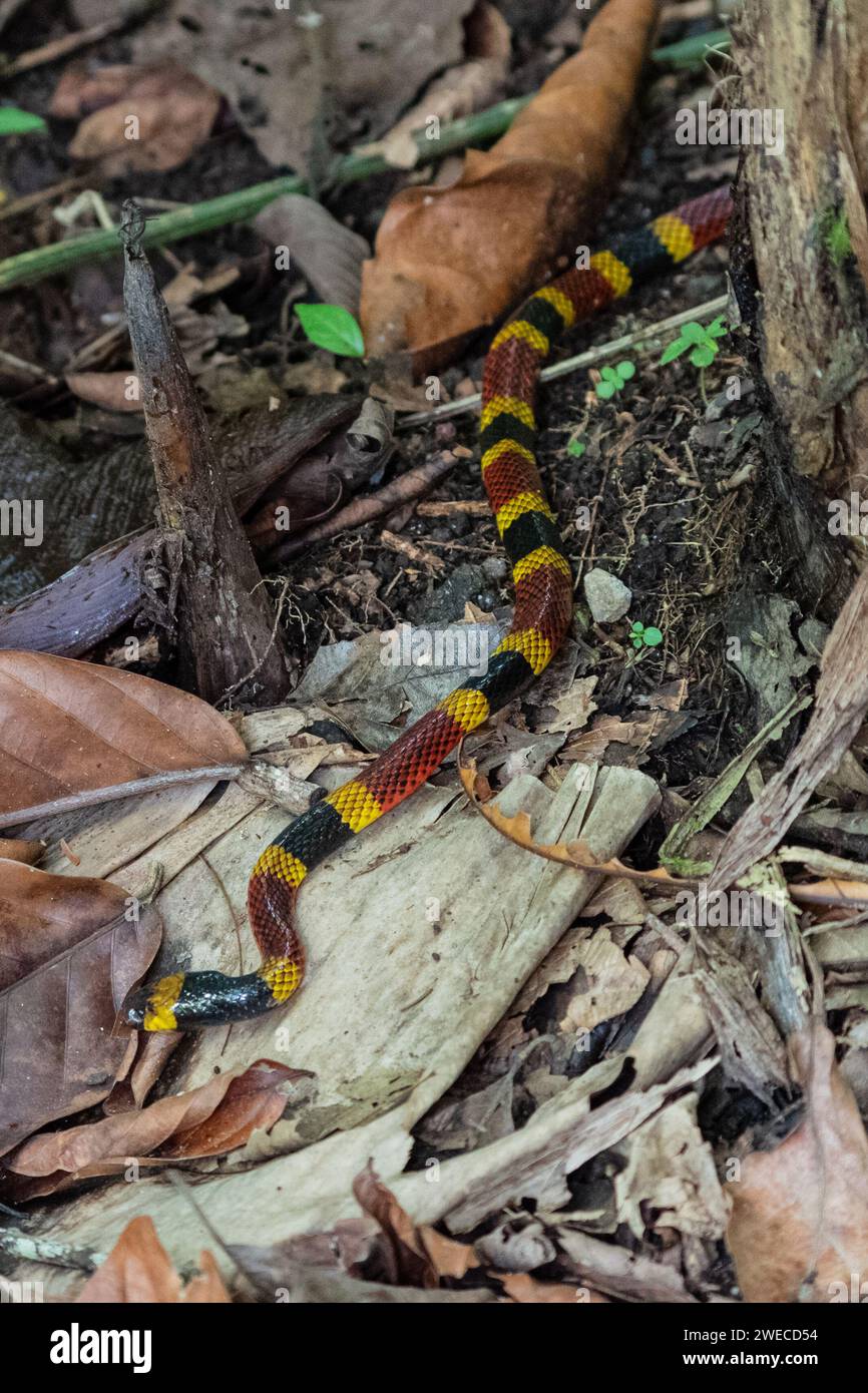 Serpentine Encounter: Amidst sloths in a Costa Rican park, nature ...
