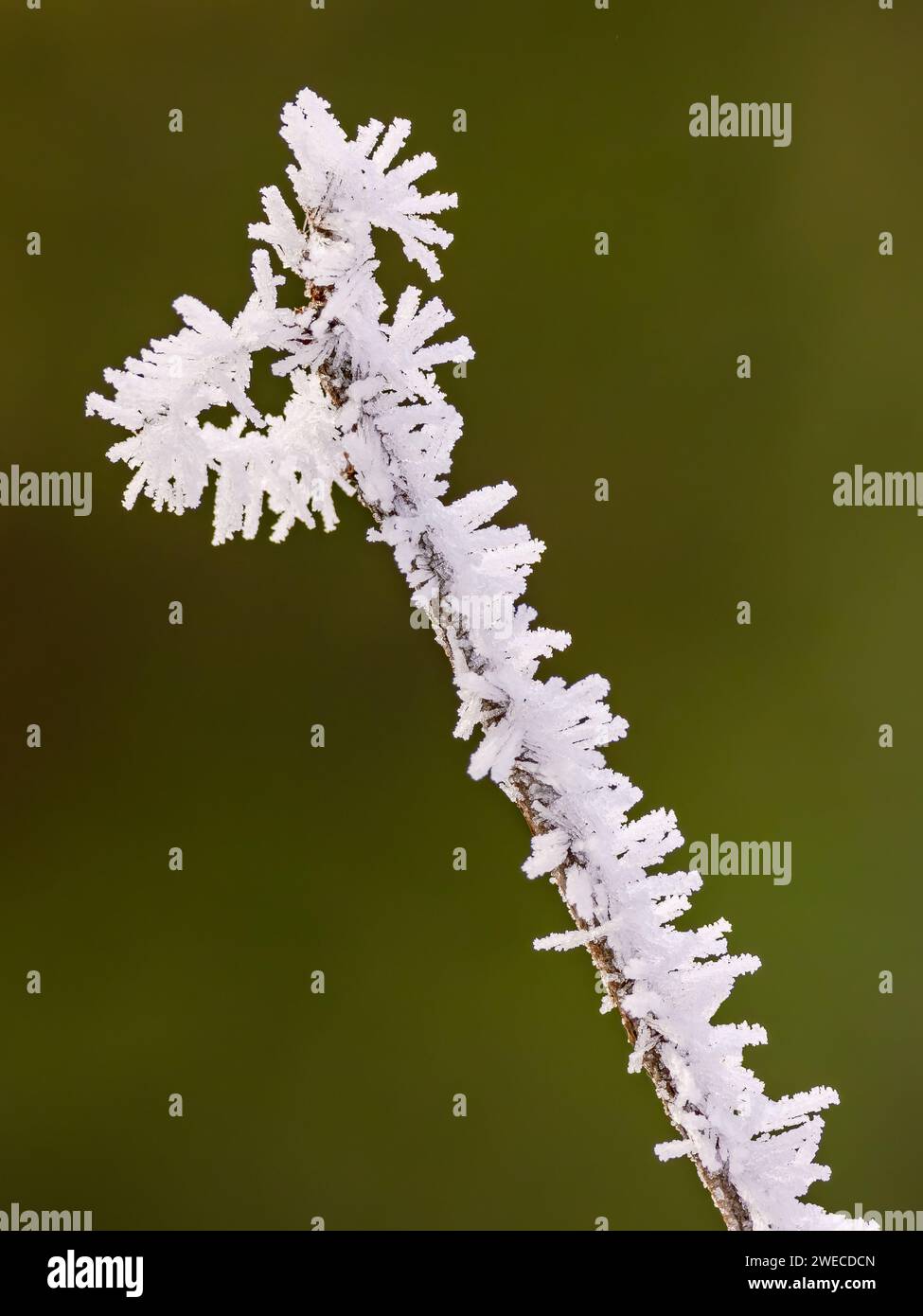 Striking frozen ice and ice crystals in the garden after lightning ice ...