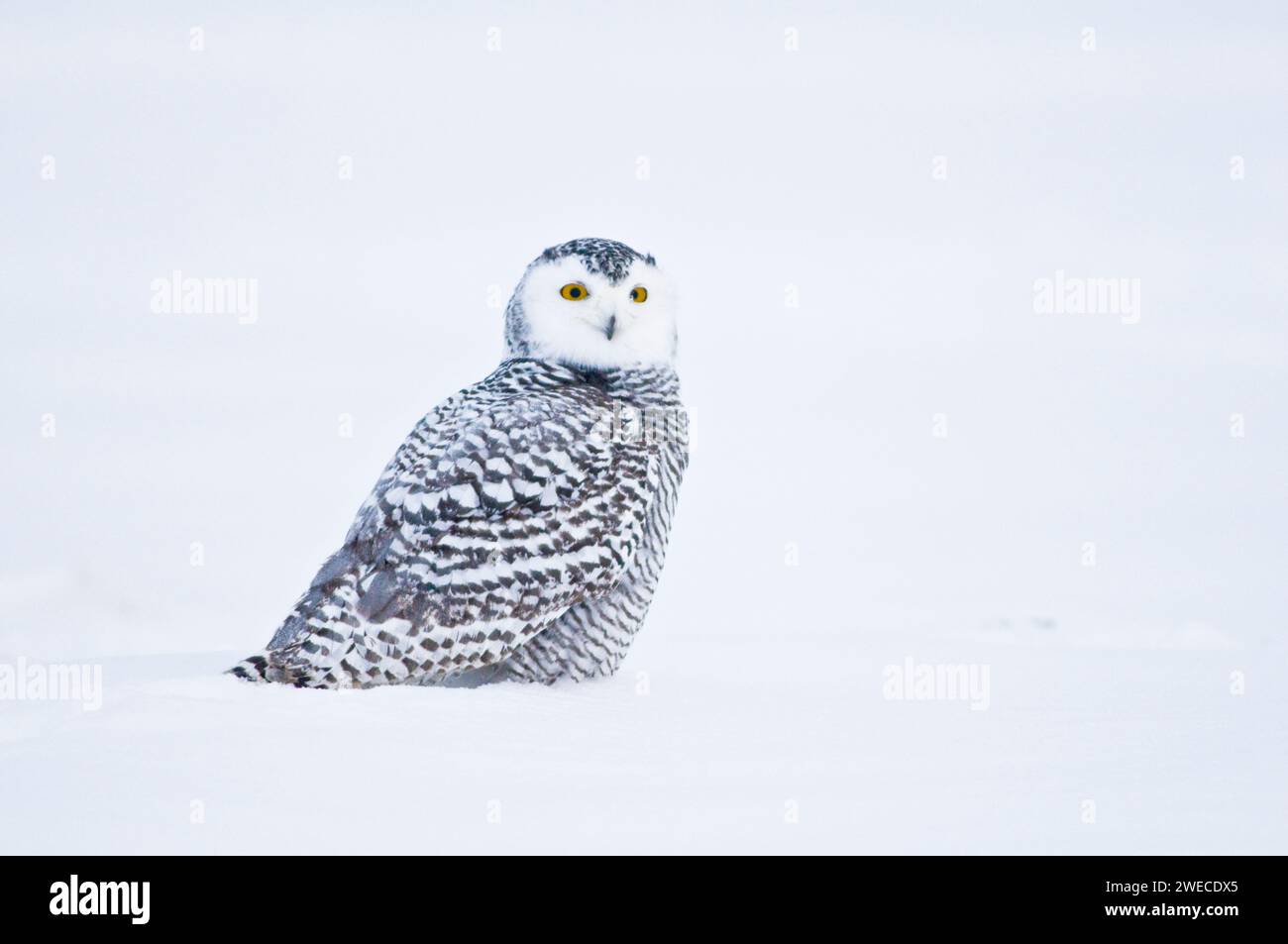 Snowy owl, Nycttea scandiaca, juvenile on the pack ice along the arctic ...