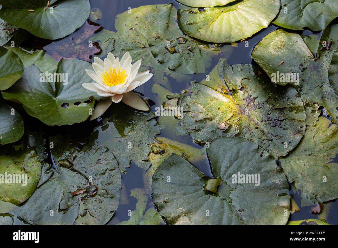 Beautiful water lily in the pond Stock Photo - Alamy