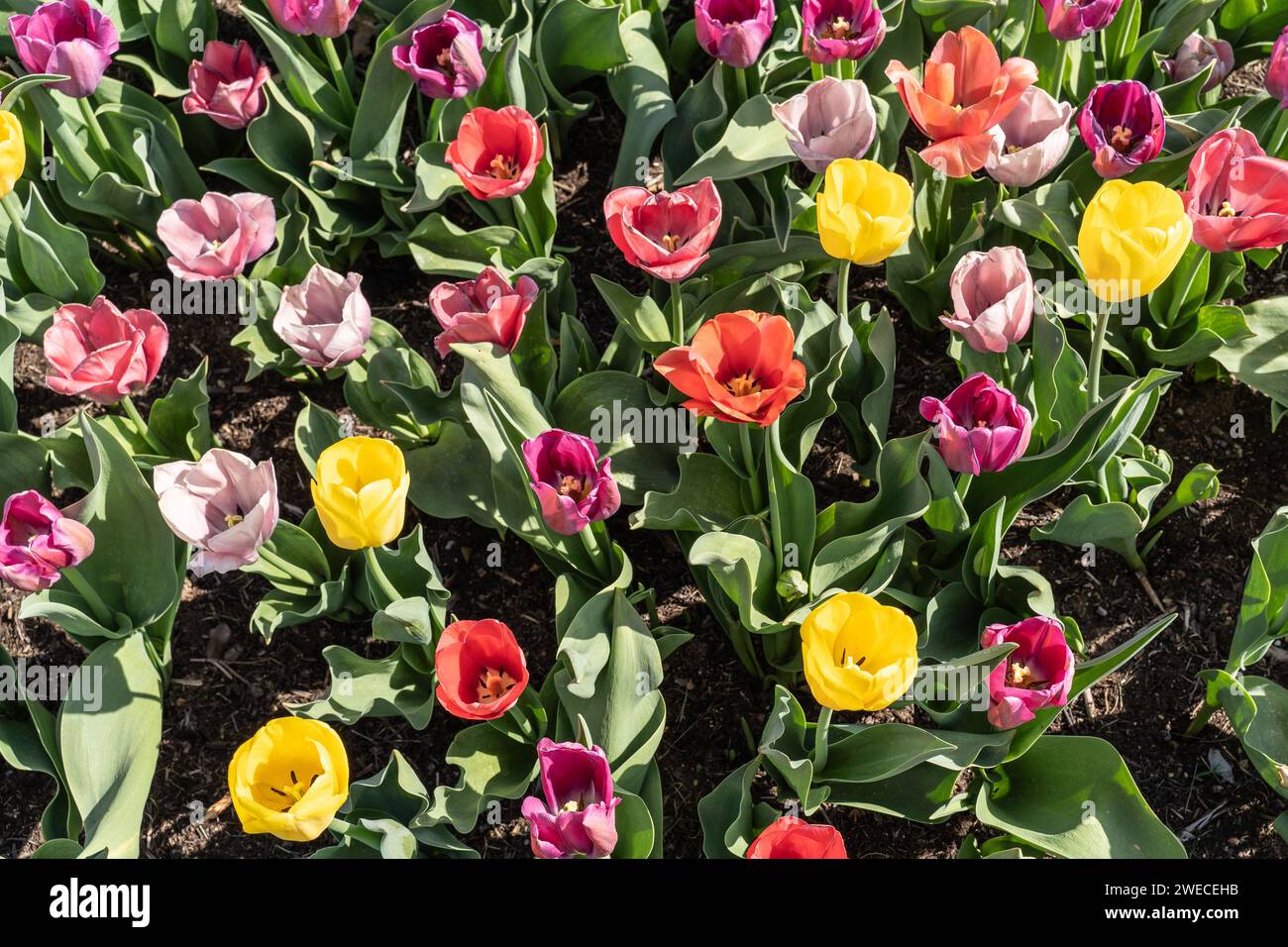 Top view tulips colorful hi-res stock photography and images - Alamy