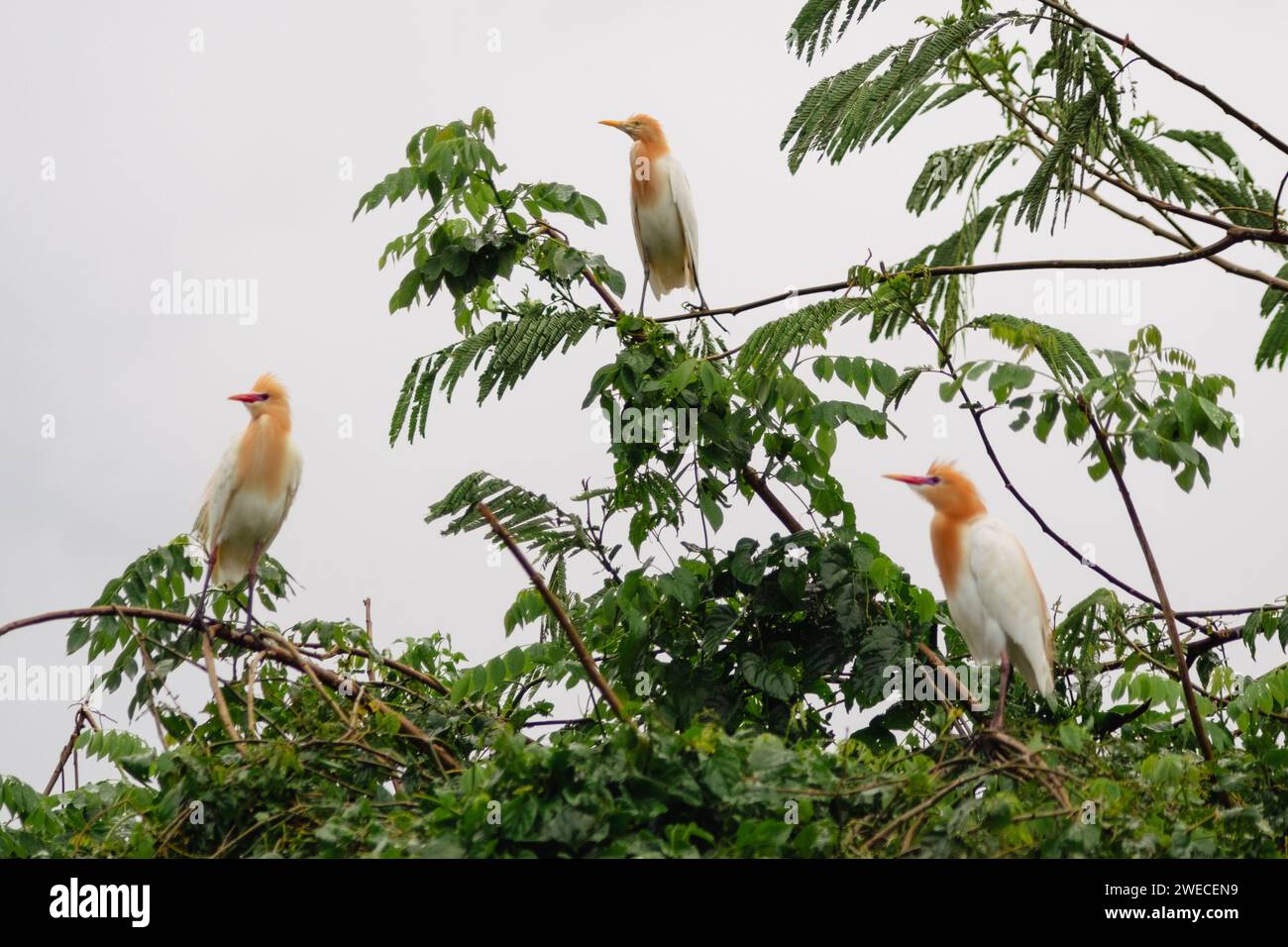 In Bali's bird sanctuary, herons grace the wetlands—a breathtaking ...