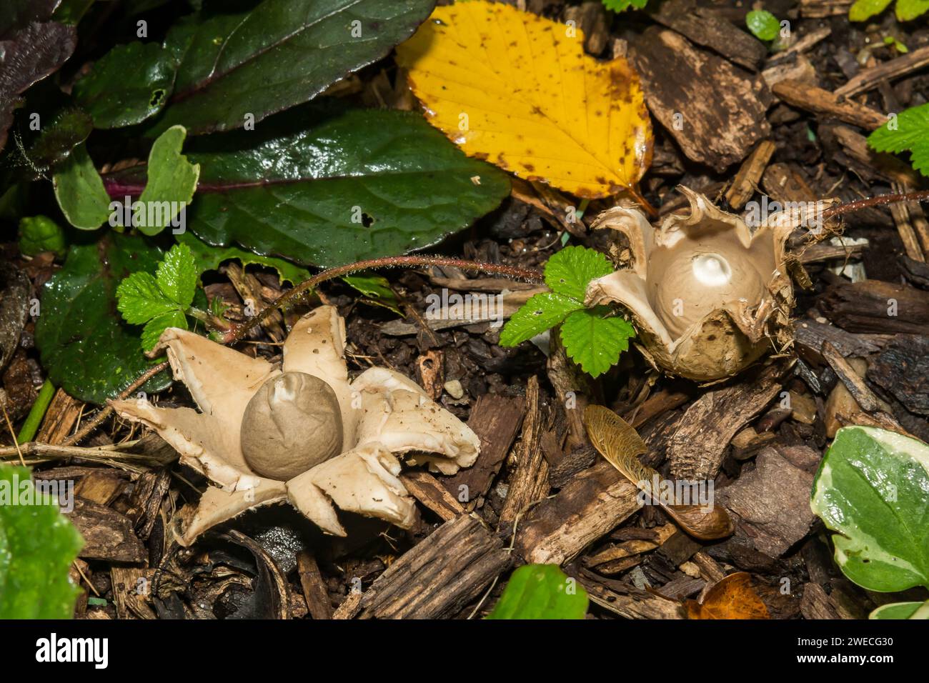 Collared Earthstar - Geastrum triplex Stock Photo - Alamy