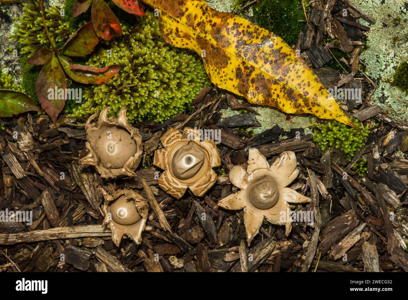 Collared Earthstar - Geastrum triplex Stock Photo - Alamy
