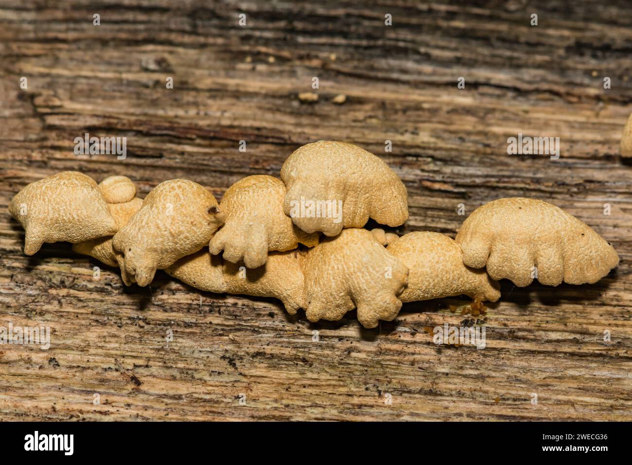 Luminescent Panellus - Panellus stipticus Stock Photo - Alamy