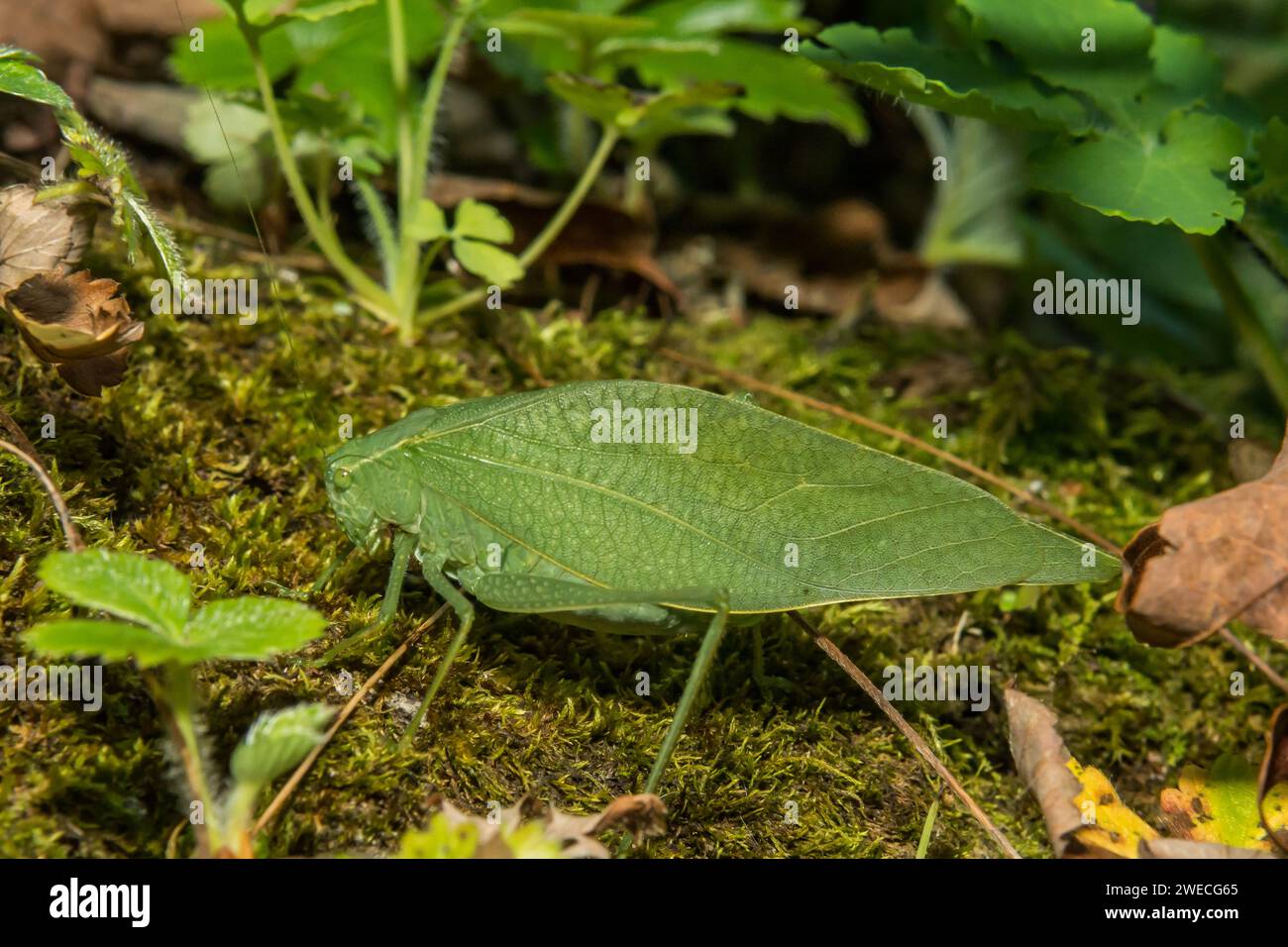 Microcentrum rhombifolium insect species insect hi-res stock ...