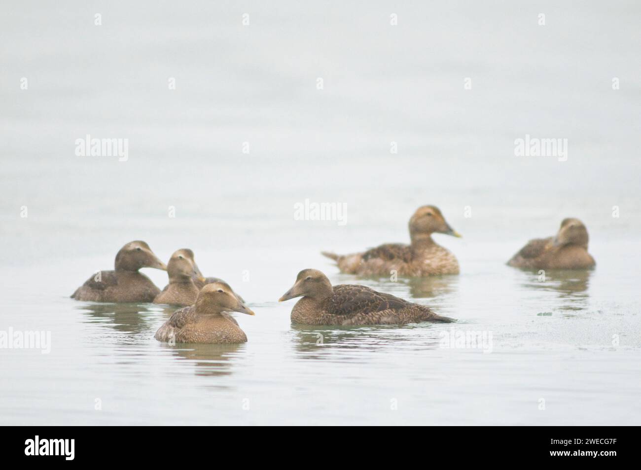 A group of adult Common eider, Somateria mollissima, females swim along ...
