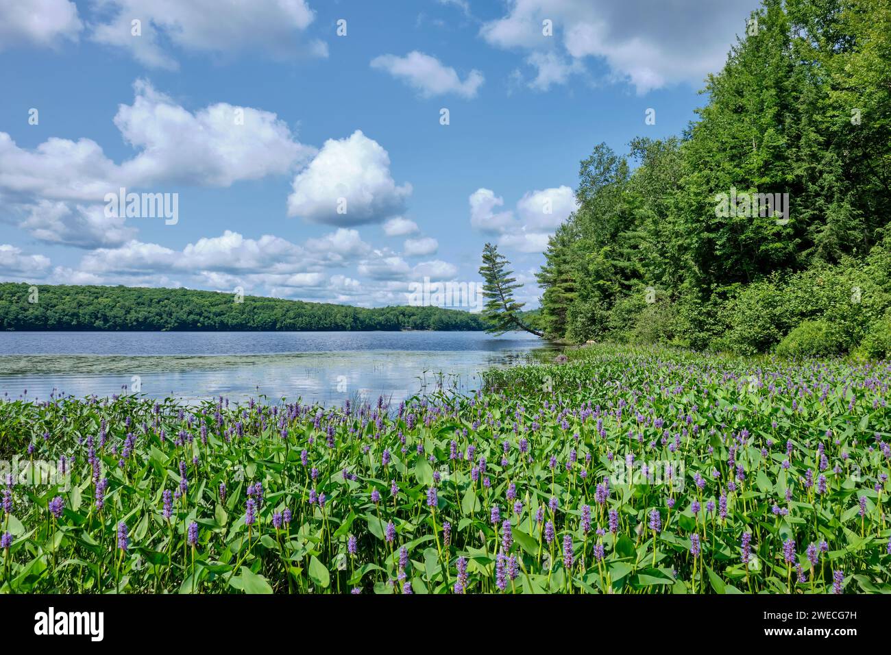 Beautiful purple flowers grace the shore of Bottle Lake in the Kawartha ...