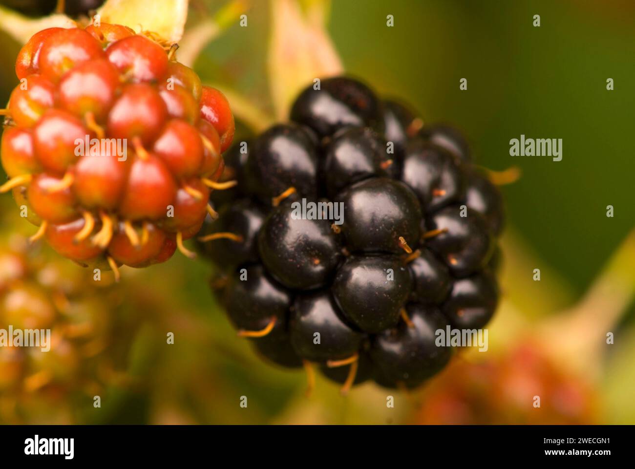 Blackberry, Robe Canyon County Park, Washington Stock Photo - Alamy