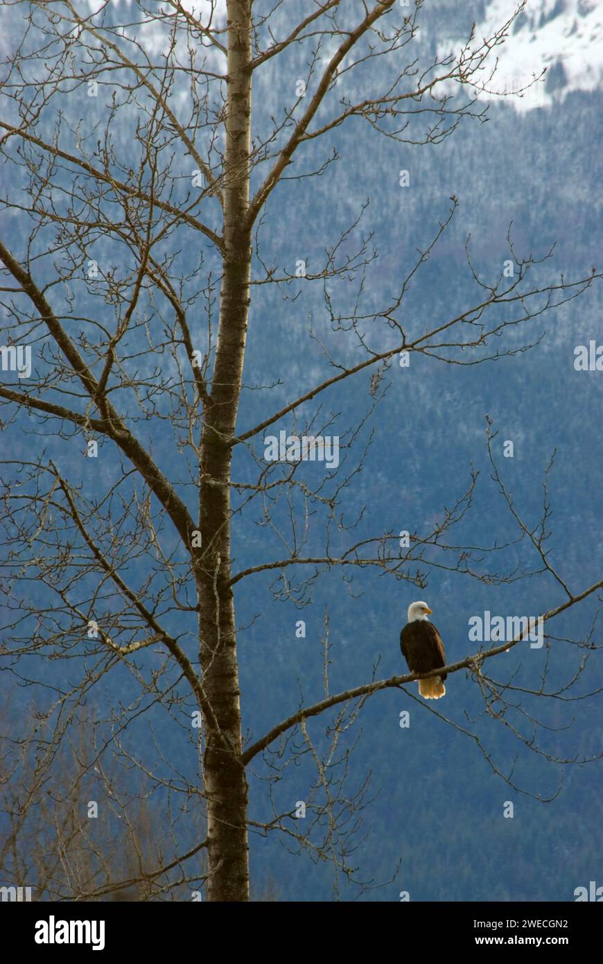 Bald eagle, Skagit River Bald Eagle Natural Area, Washington Stock ...