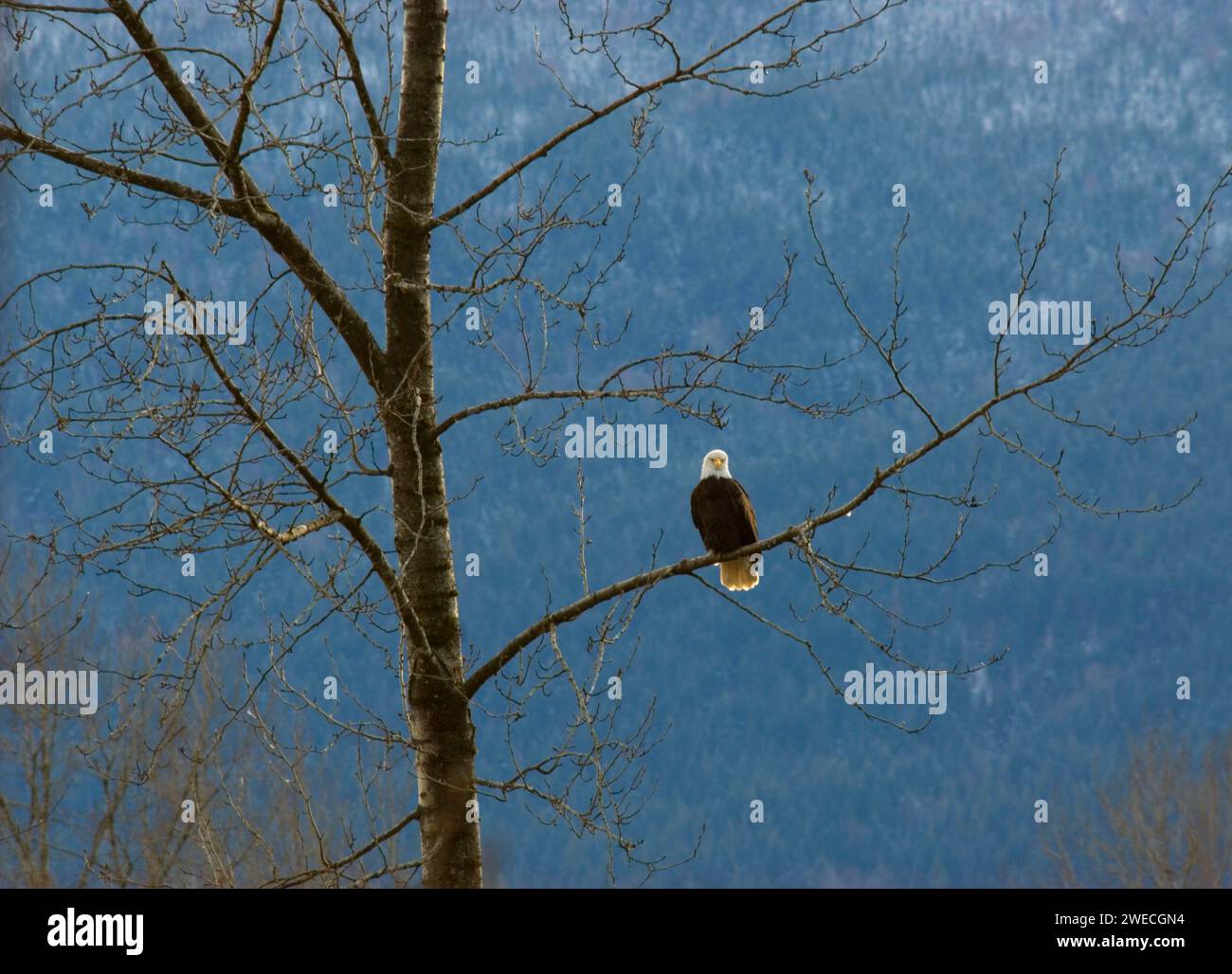 Bald eagle, Skagit River Bald Eagle Natural Area, Washington Stock ...