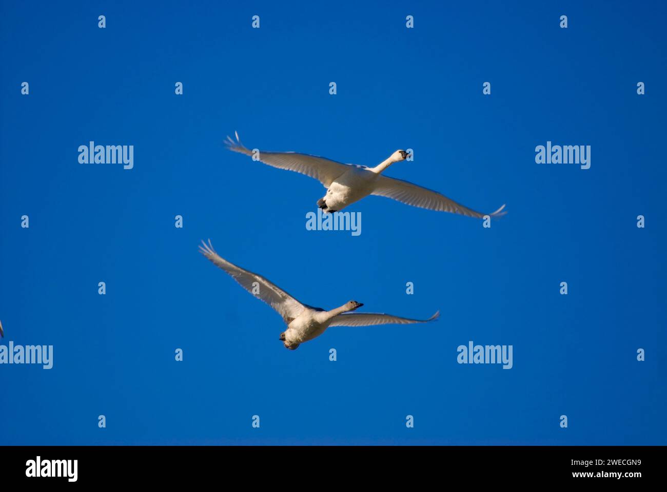 Skagit flat hi-res stock photography and images - Alamy