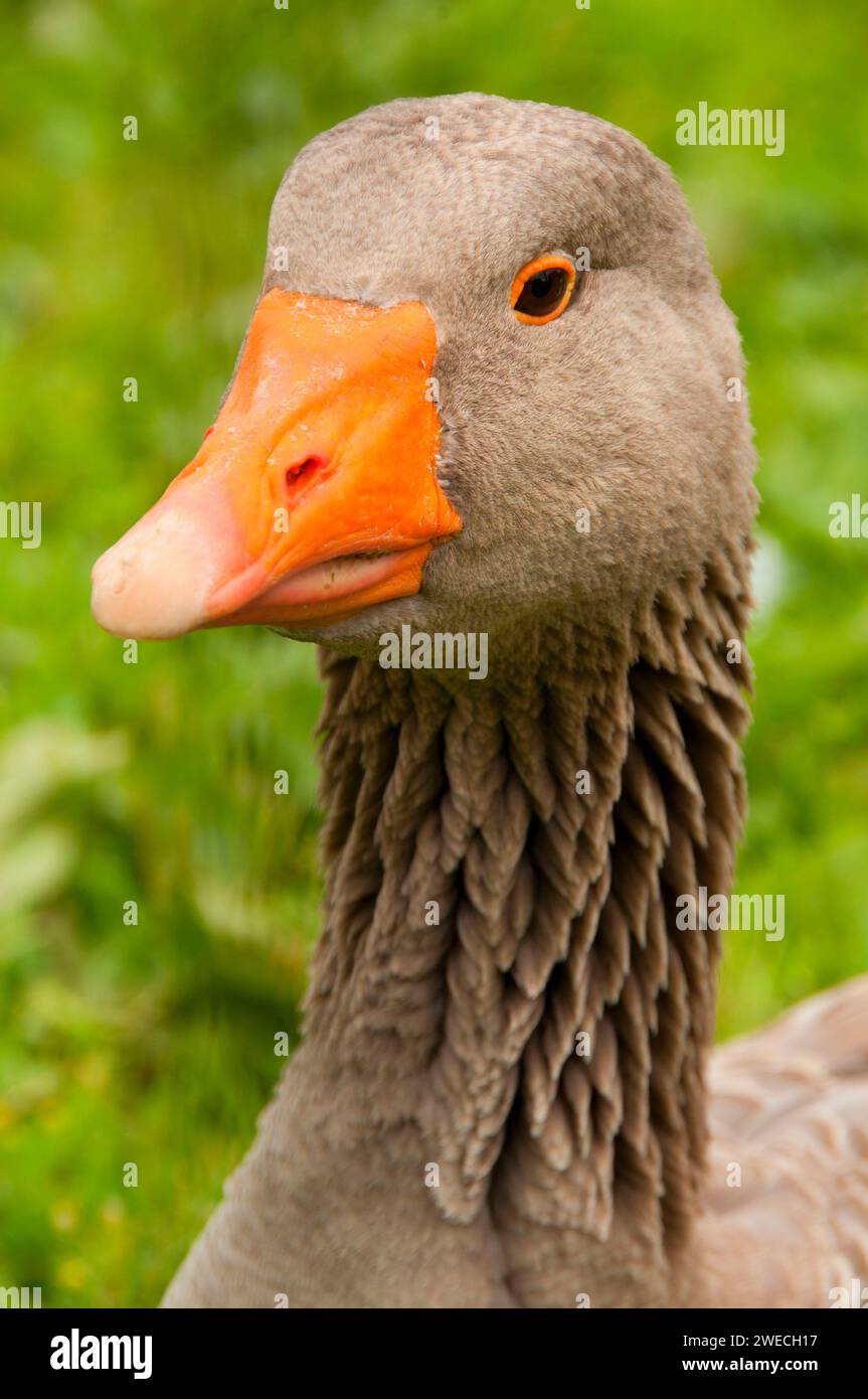 Duck, Hovander Homestead County Park, Ferndale, Washington Stock Photo ...