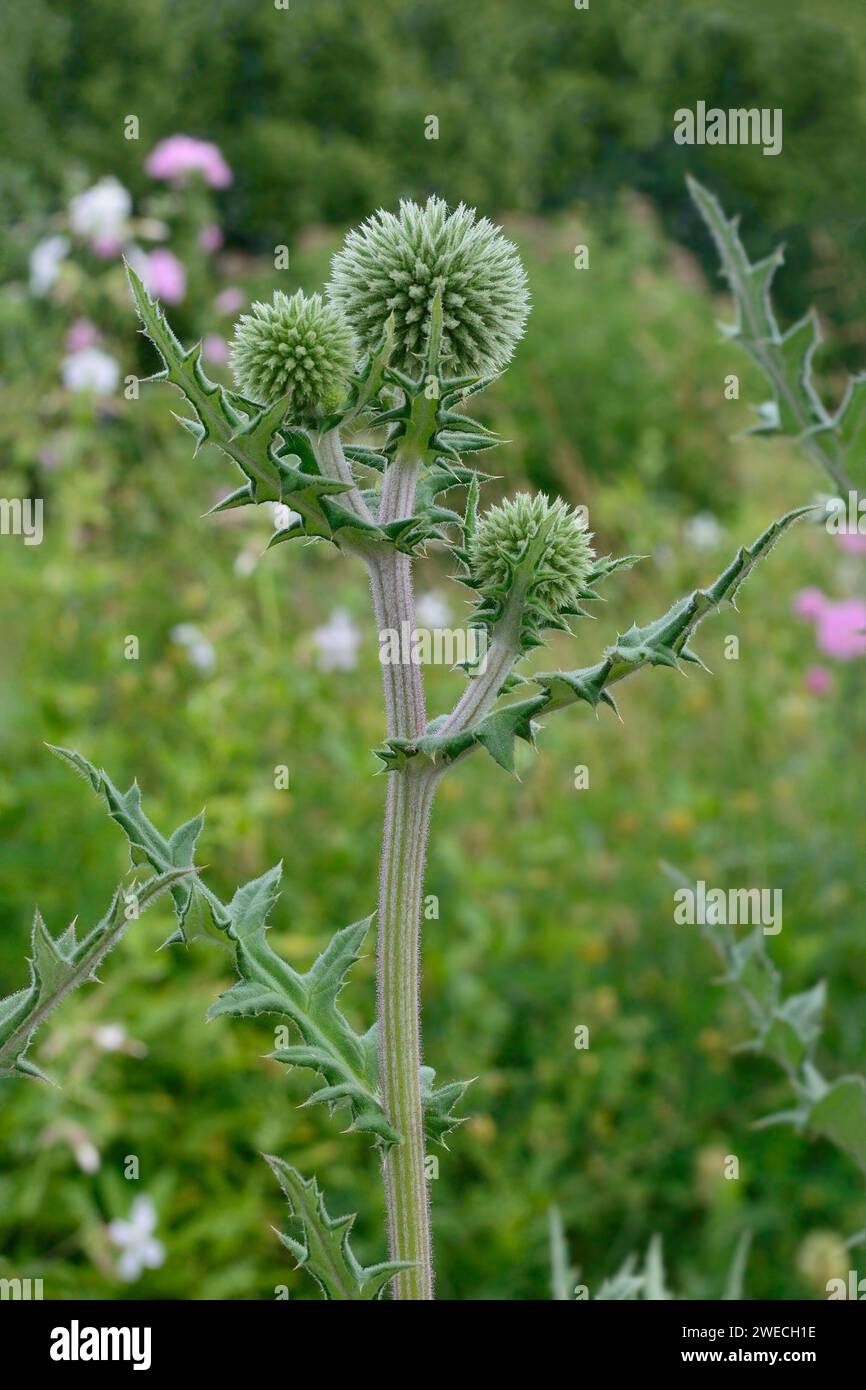 Globe thistle Echinops Sphaerocephalus, young fresh green plant ...