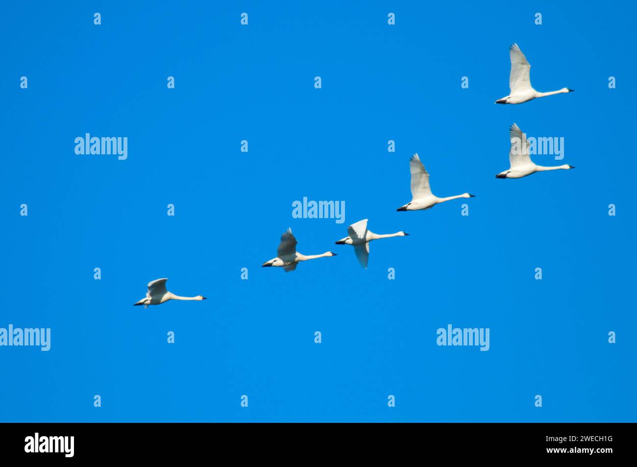 Skagit flat hi-res stock photography and images - Alamy