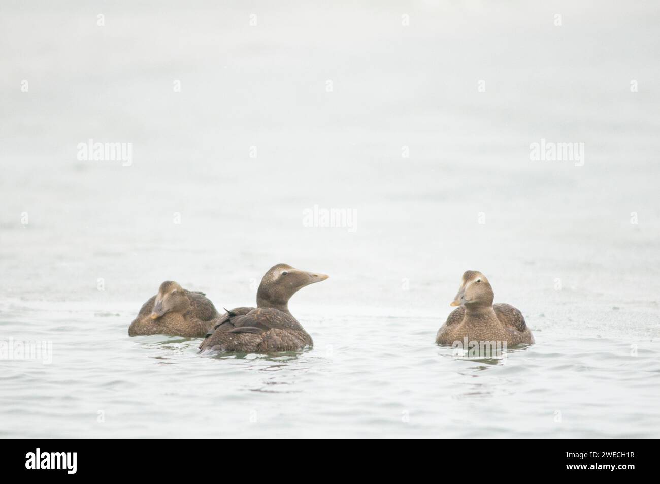 A group of adult Common eider, Somateria mollissima, females swim along ...