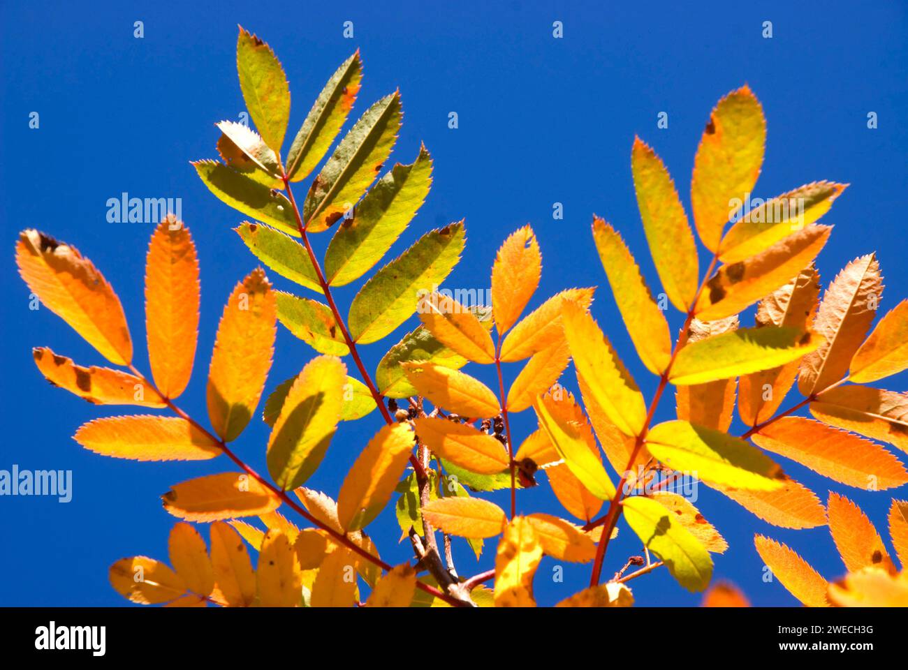 Cascade mountain ash hi-res stock photography and images - Alamy