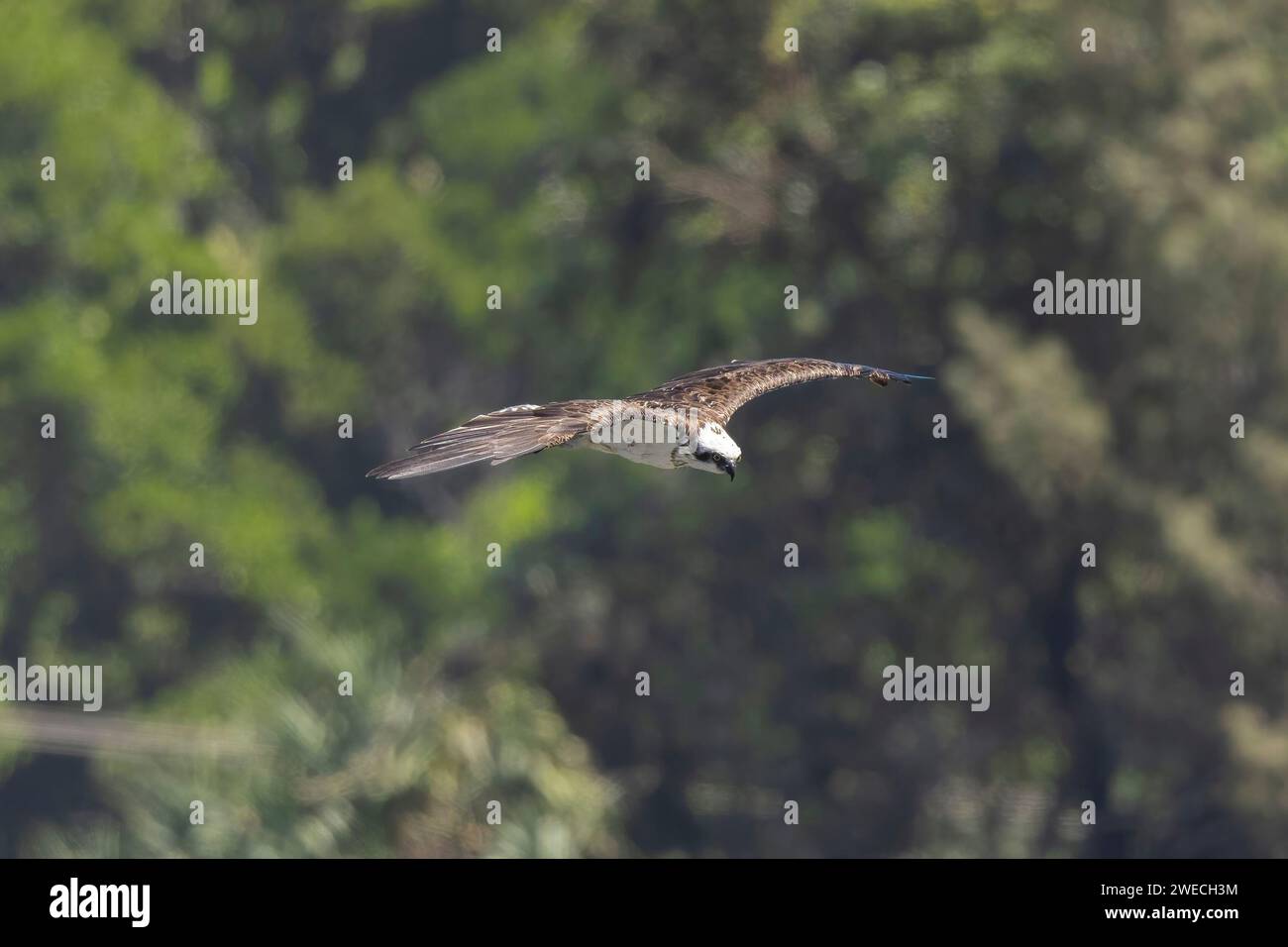 Eastern ospreys hi-res stock photography and images - Alamy