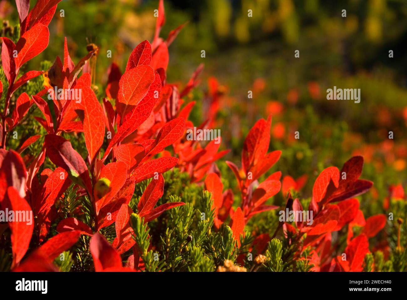 Autumn huckleberry at Heather Pass, Okanogan National Forest ...