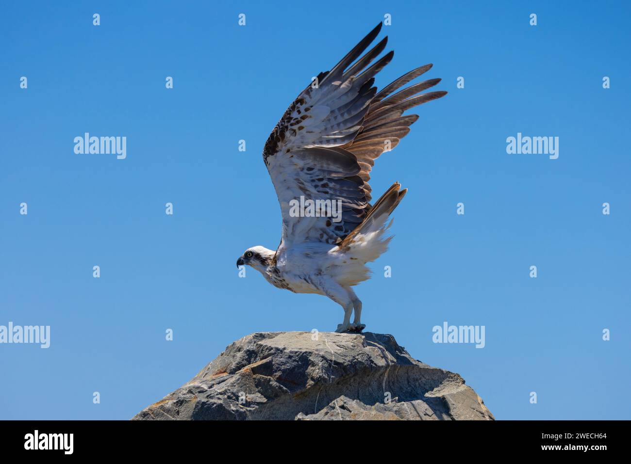 Eastern ospreys hi-res stock photography and images - Alamy