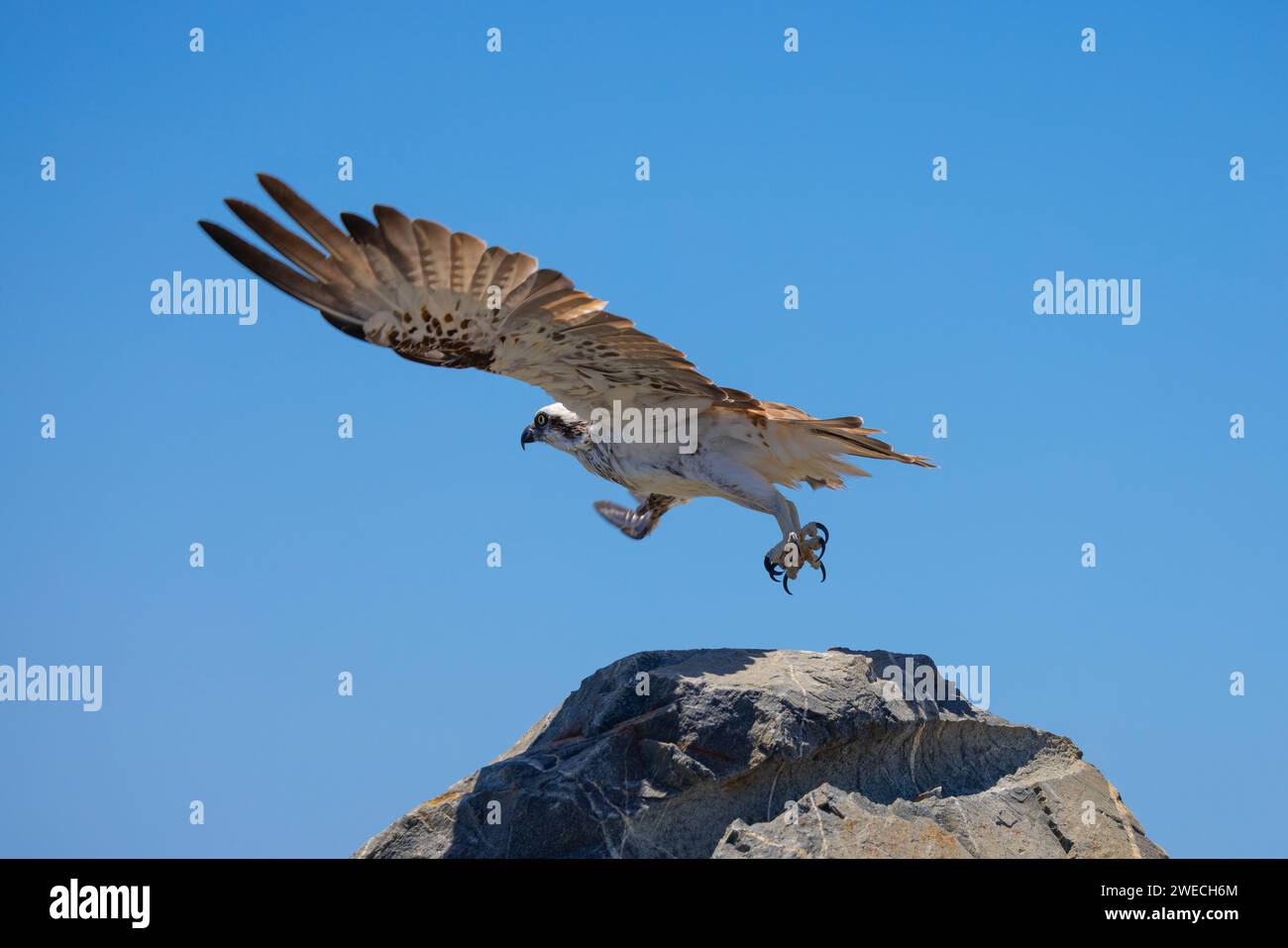 Eastern Osprey in flight in natural native environment Stock Photo - Alamy