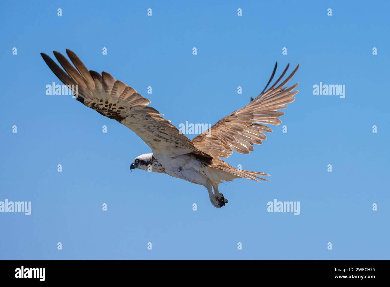 Eastern Osprey in flight in natural native environment Stock Photo - Alamy