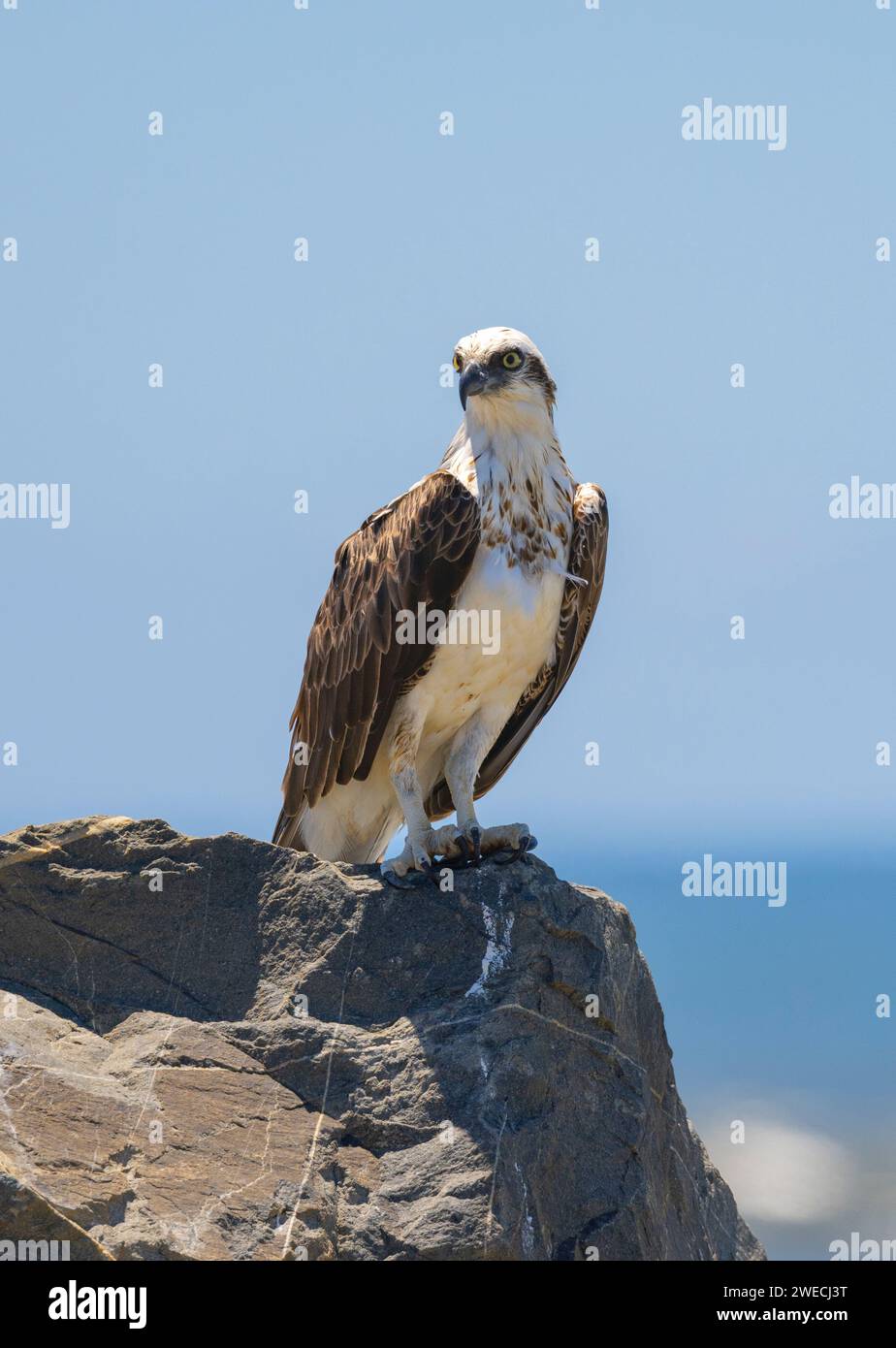 Australian ospreys hi-res stock photography and images - Alamy