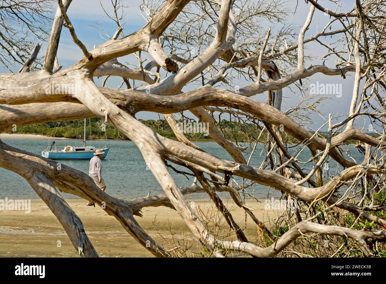 Windthrown tree hi-res stock photography and images - Alamy
